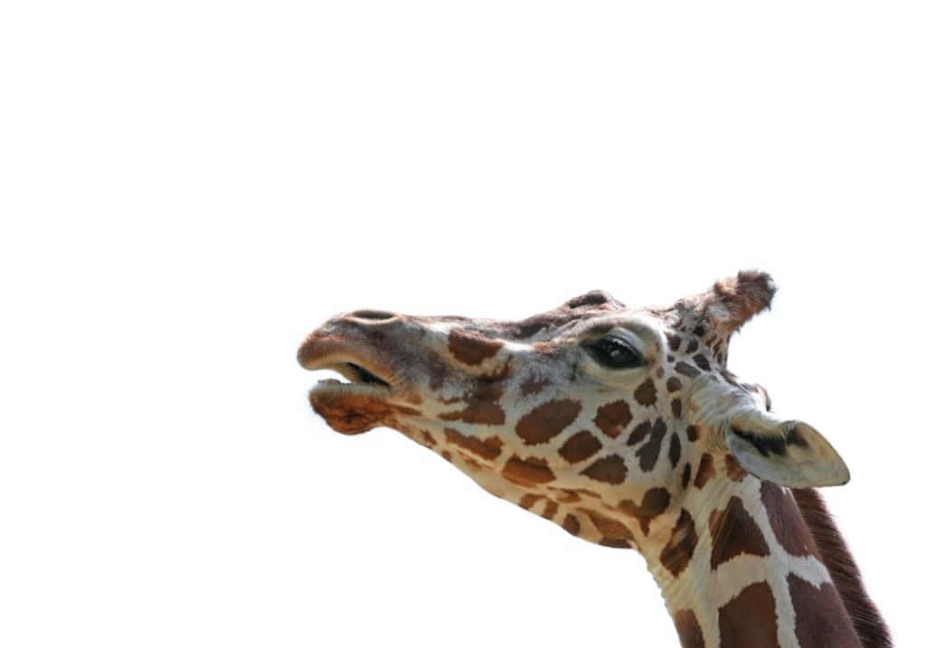 How to Save a Webpage as a PDF (Chrome, Edge, Safari) - Google Maps Widget